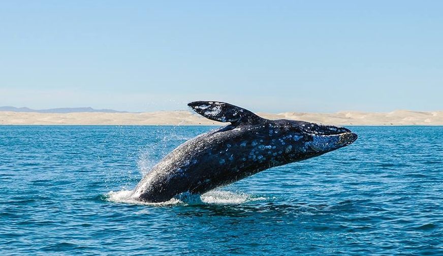 Así se vive el avistamiento de la ballena gris en Ensenada - El Queretano