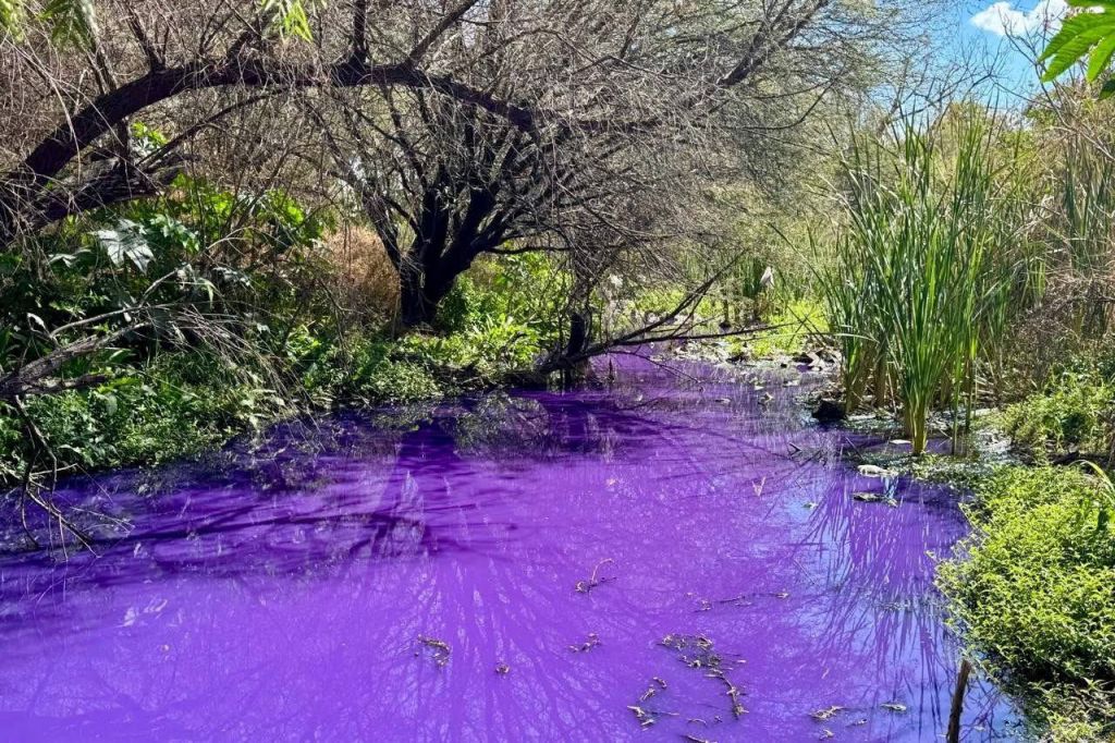Agua violeta en dren de Santa Rosa Jáuregui no representa riesgo - El ...
