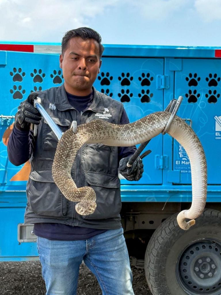 Atiende IMPA reportes de fauna silvestre en El Marqués y Cadereyta - El ...